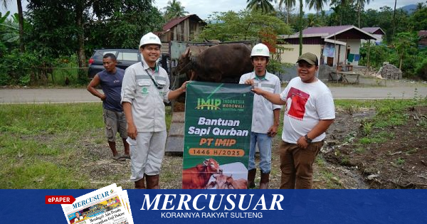 IMIP Salurkan 22 Ekor Sapi di Morowali - HARIAN MERCUSUAR