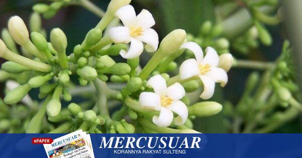 Segudang Manfaat Bunga Pepaya - HARIAN MERCUSUAR
